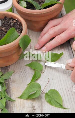 Taking cuttings from clematis plants above a leaf node. UK Stock Photo ...