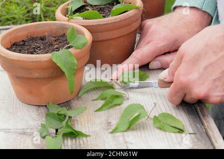 Taking cuttings from clematis plants above a leaf node. UK Stock Photo ...