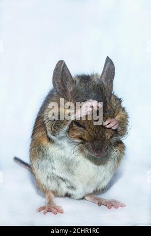 Field mouse. UK Stock Photo - Alamy