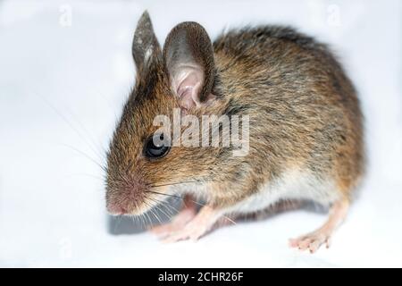Field mouse. UK Stock Photo - Alamy