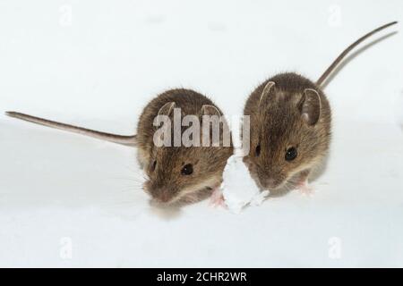 Apodemus sylvaticus, wood mouse, Long-tailed field mouse Stock Photo ...