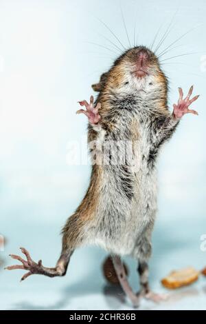 Long-tailed field mouse / Wood Mouse (Apodemus sylvaticus) caught in a ...