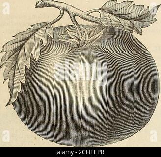 Dunlap's Flower Seeds Stock Photo - Alamy