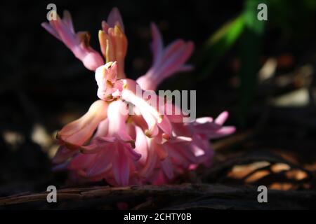Fiore rosa, pink flower Stock Photo - Alamy