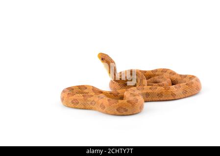 Aggressive Rat snake attack pose isolated on white background Stock ...