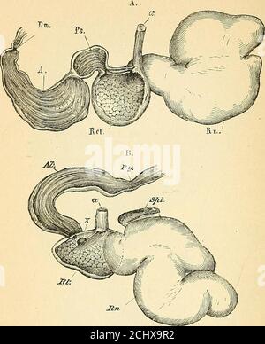 Water cells of the camel stomach Stock Photo - Alamy