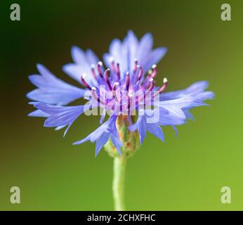 Bluebottle, Boutonniere Flower, Hurtsickle, Cyani Flower, blue ...