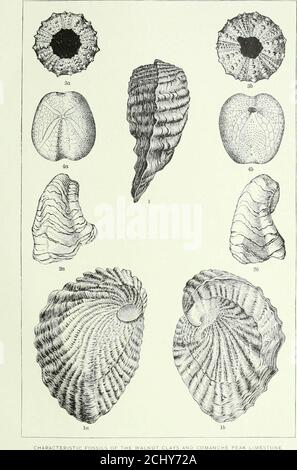 Exogyra texana Roemer Stock Photo - Alamy