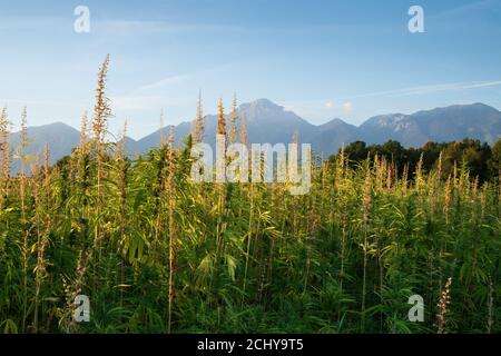 CBD hemp plants on the field at sunset, the beautiful colorful sky in ...