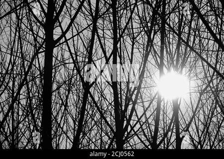 Beautiful grayscale shot of the sun shining through tree branches Stock ...