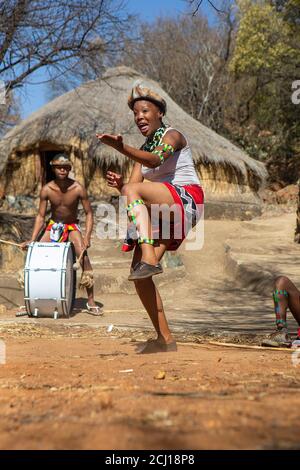 Zulu dancers in traditional costume, dancing the Ingoma warrior dance ...