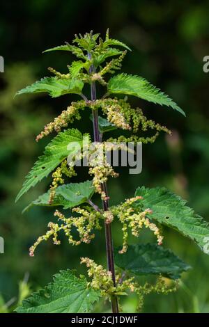 Male flowers of stinging nettle (urtica dioica) exploding, scattering ...
