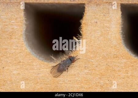 drosophilid fly, Houdini fly (Cacoxenus indagator), fly maggots and ...