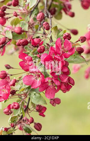 Ornamental apple tree (Malus 'Indian Magic', Malus Indian Magic ...