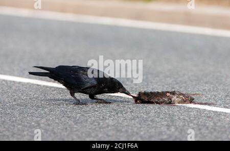 crow eating dead crow Stock Photo - Alamy