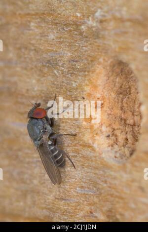 drosophilid fly, Houdini fly (Cacoxenus indagator), fly maggots and ...