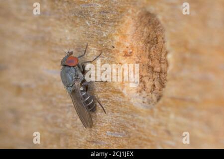 drosophilid fly, Houdini fly (Cacoxenus indagator), fly maggots and ...