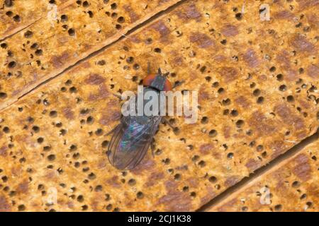 drosophilid fly, Houdini fly (Cacoxenus indagator), fodder parasite of ...
