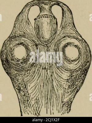 . A manual of clinical diagnosis by means of microscopical and chemical ...