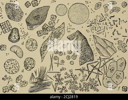 . A manual of clinical diagnosis by means of microscopical and chemical ...