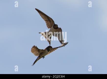 A low angle shot of barn swallows flying in the air near a green tree ...