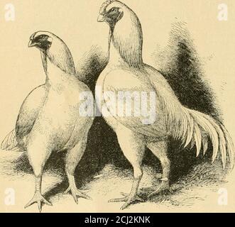 The bantam fowl; a description of all standard breeds and varieties of ...