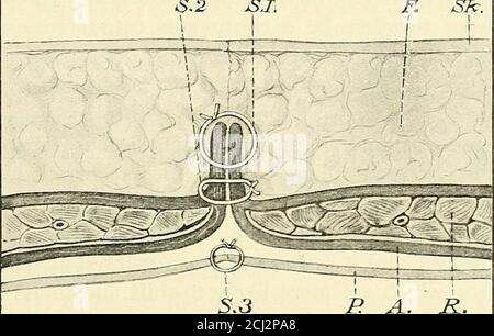 . Manual of operative surgery. the hernia. Under the caption herniotomy ...