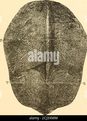 . The science and art of midwifery . 54 PHYSIOLOGY OF THE OVUM. b. Fig ...