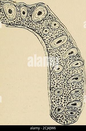. Descriptive anatomy of the human teeth . r-A. Fig. 6* (Par. 24 ...