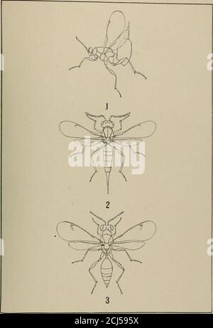 . Classification of the chalcid flies : or the superfamily Chalcidoidea ...