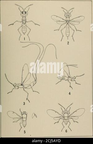 . Classification of the chalcid flies : or the superfamily Chalcidoidea ...