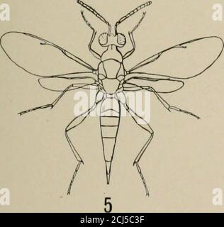 . Classification of the chalcid flies : or the superfamily Chalcidoidea ...