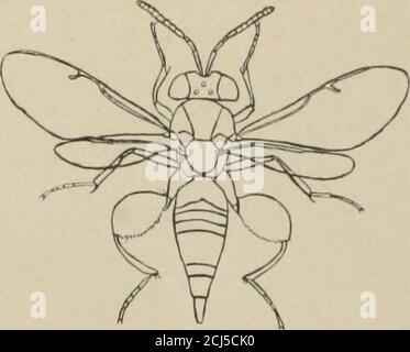 . Classification of the chalcid flies : or the superfamily Chalcidoidea ...
