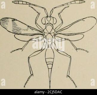 . Classification of the chalcid flies : or the superfamily Chalcidoidea ...
