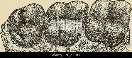 . Descriptive anatomy of the human teeth . FiR- 15 Stock Photo - Alamy