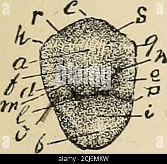 . Descriptive anatomy of the human teeth . r-A. Fig. 6* (Par. 24 ...