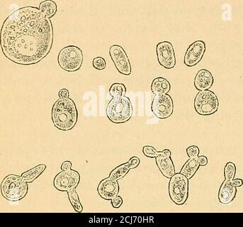 Yeast or torula cells Stock Photo - Alamy
