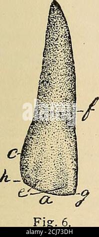 . Descriptive anatomy of the human teeth . r-A. Fig. 6* (Par. 24 ...