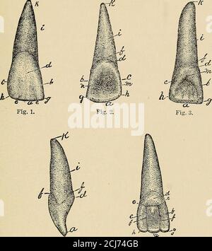 . Descriptive anatomy of the human teeth . r-A. Fig. 6* (Par. 24 ...