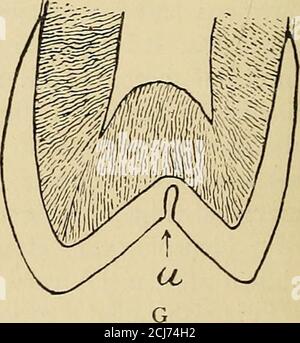 . Descriptive anatomy of the human teeth . r-A. Fig. 6* (Par. 24 ...