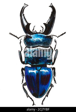 Colorful beetle insect. Ink and watercolor drawing Stock Photo - Alamy
