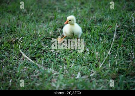 Young Chinese goose searching food on the grass Stock Photo - Alamy