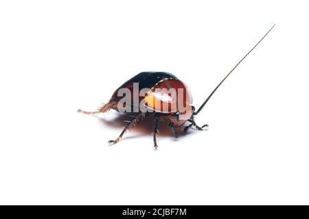 Hemithyrsocera palliata cockroach isolated on white background Stock ...