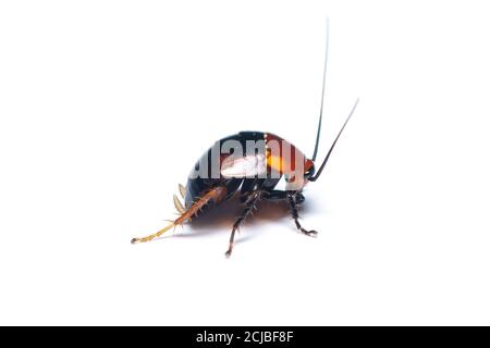 Hemithyrsocera palliata cockroach isolated on white background Stock ...
