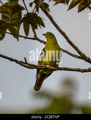 Grey-fronted green pigeon Treron affinis, adult, perched in tree ...