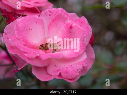Beautiful Rose sort Anna Livia in the garden close up Stock Photo - Alamy