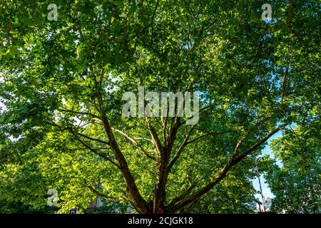 A low angle shot of a beautiful tree growing in the forest Stock Photo ...