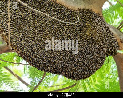Closeup Huge Beehive of Giant Honey Bees on a Branch Stock Photo - Alamy