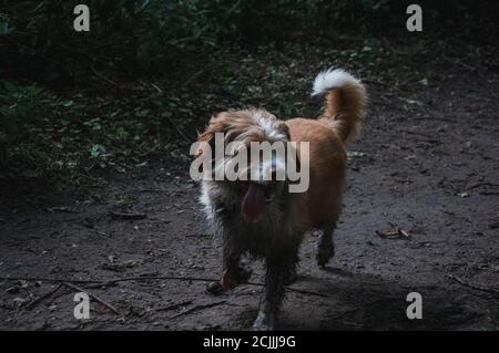 Fluffy adorable dog running in the woods Stock Photo - Alamy