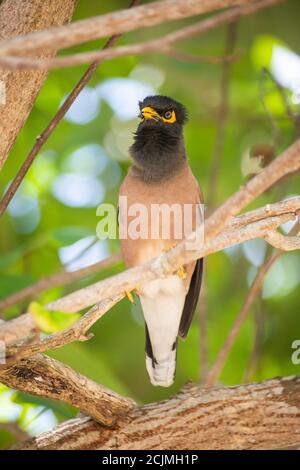 One black Common Myna bird on tree Stock Photo - Alamy